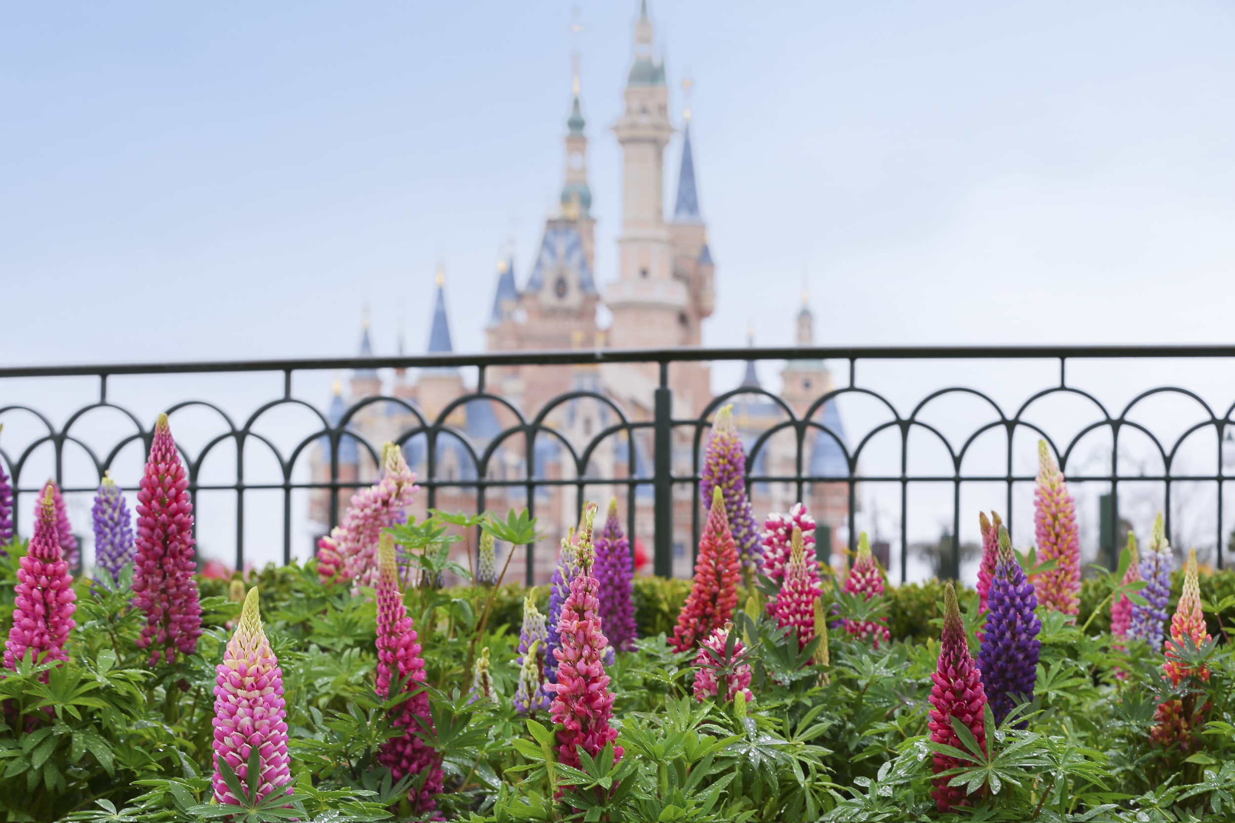 Shanghai Disneyland Celebrates Spring 2018 - Travel to the Magic